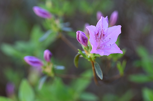Hands-On Lens Review: The Tamron SP 85mm f/1.8 | Rangefinder