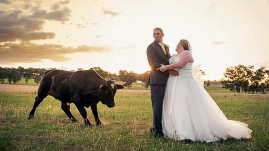 Bulls on Parade: Wedding Shoot Turns Into Bull Charge | Rangefinder